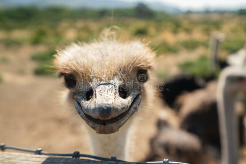 Smiling ostrich stock photo. Image of flightless, grin - 55301246