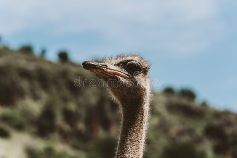 Ostrich Standing in the Dirt Field Stock Photo - Image of field, bright ...