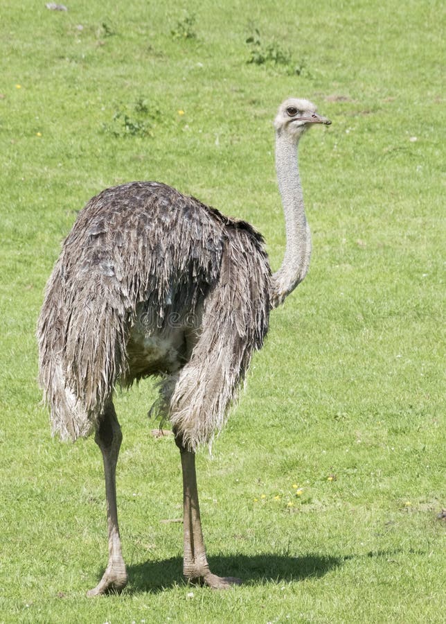 Ostrich stock image. Image of large, ostrich, standing - 97762137
