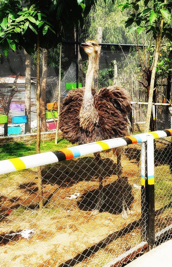 An Ostrich Standing in His Cage at the Park Area Stock Photo - Image of ...