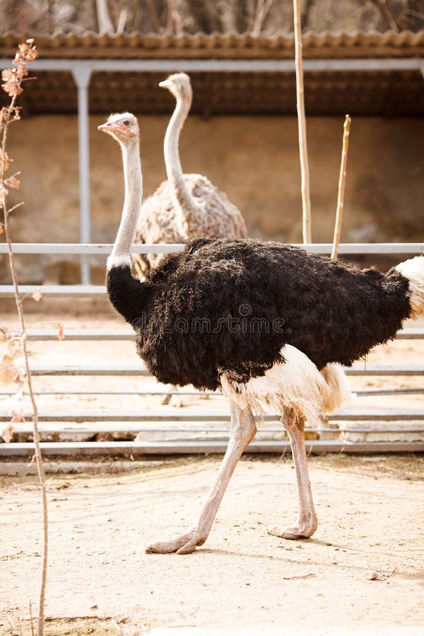 The ostrich stock photo. Image of natural, ostrich, fowl - 51667172