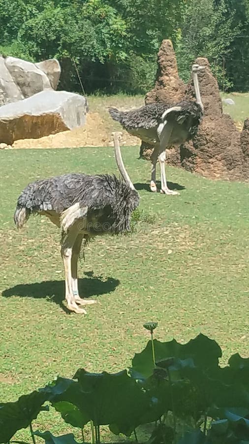 Ostrich stock image. Image of standing, mounds, exhibit - 134080691