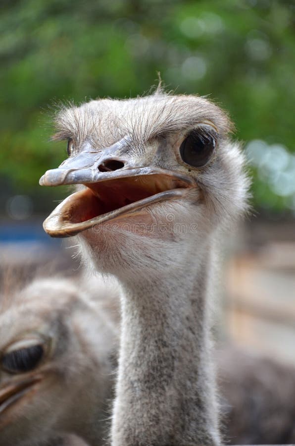 Ostrich Stares into the Camera Stock Photo - Image of nature, ostrich ...