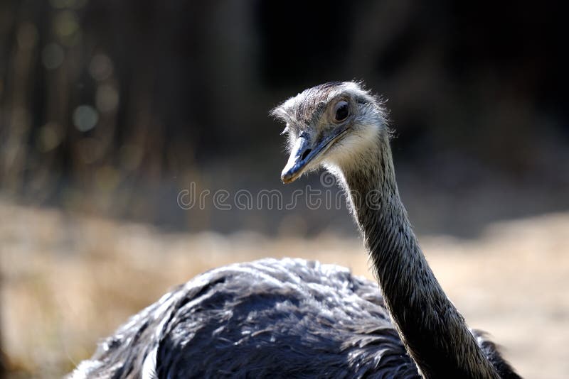 Ostrich staring stock image. Image of nature, animals - 60930805