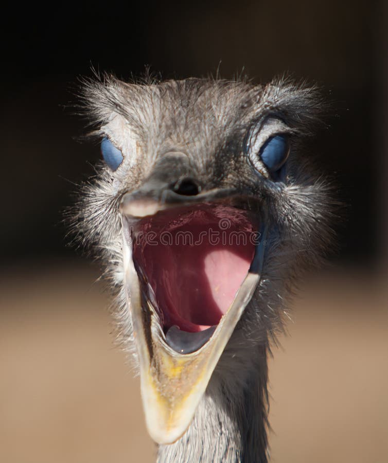 Ostrich Sticks Out Its Tongue and Makes Eye Contact with the Camera ...