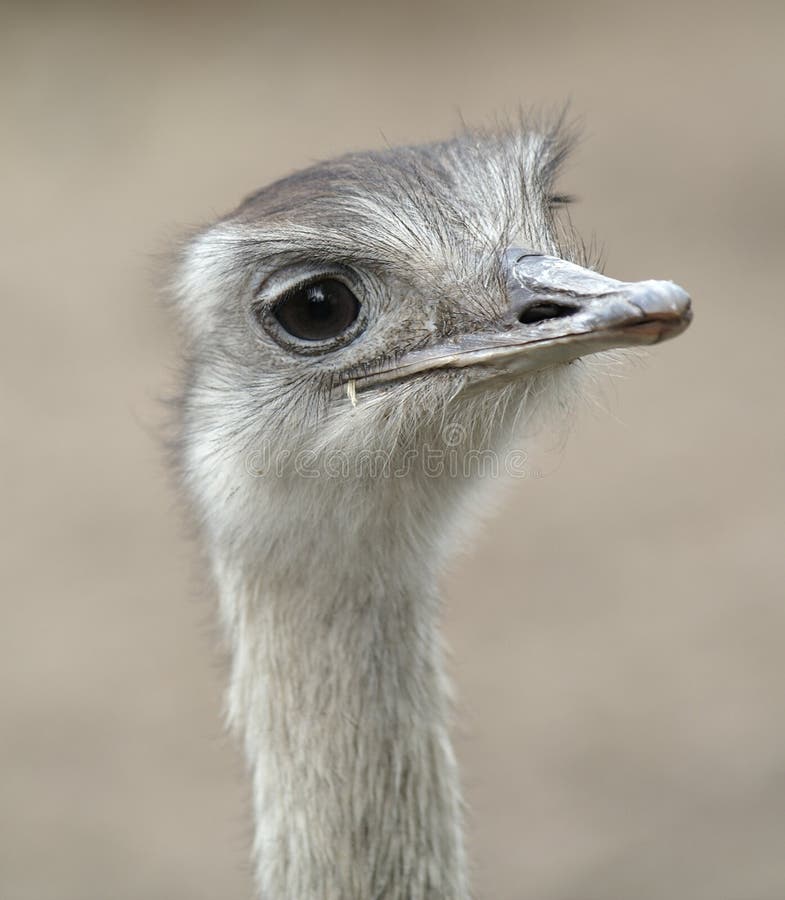 Ostrich Struthio camelus stock photo. Image of ostrich - 1681044