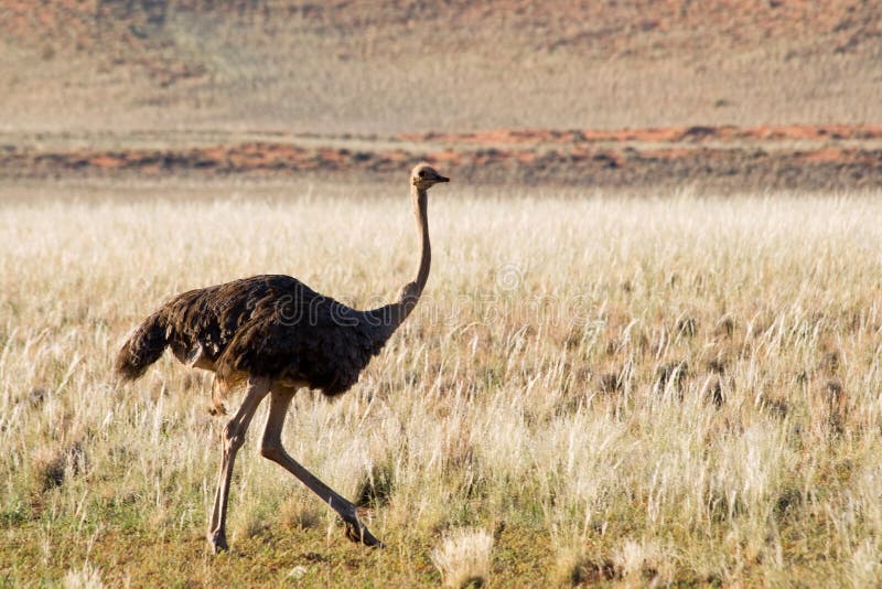 Ostrich (Struthio camelus) stock photo. Image of ornithology - 21515700