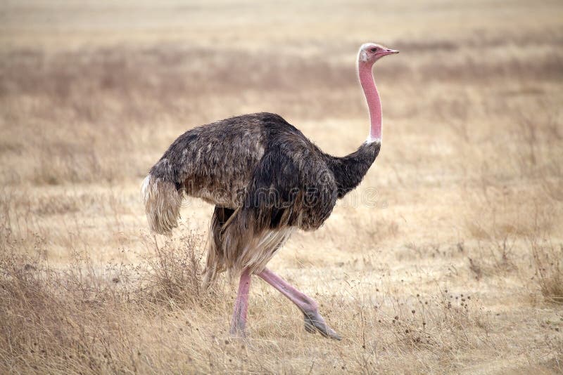 Ostrich (Struthio camelus) stock image. Image of savanna - 35119027