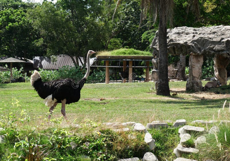 Ostrich Struthio Camelus Bird Stock Photo - Image of african, kenya ...
