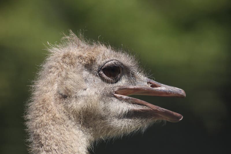 Ostrich (Struthio camelus) stock image. Image of cute - 33592927