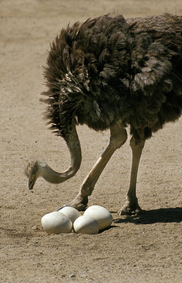 Ostrich, Struthio Camelus, Female with Eggs. Stock Photo - Image of ...