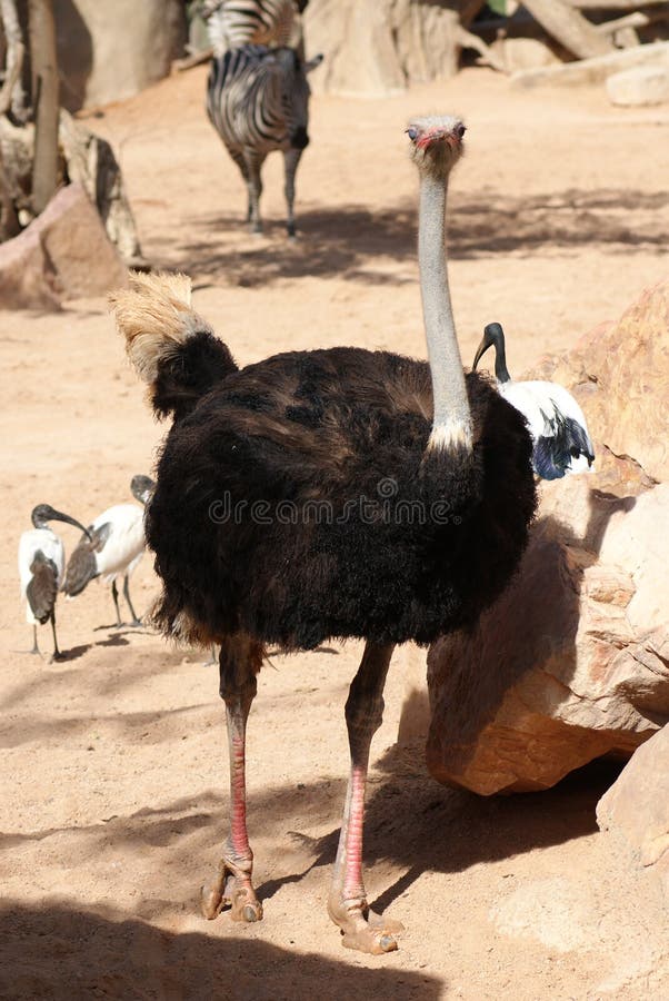Ostrich - Struthio camelus stock image. Image of massive - 35075535