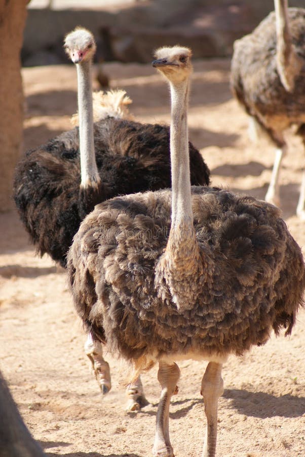 Ostrich - Struthio camelus stock image. Image of ostrich - 35075547
