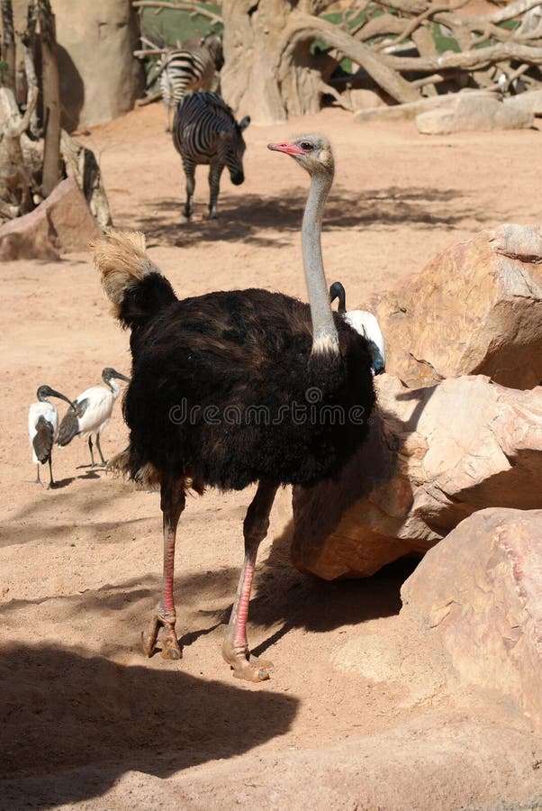 Ostrich - Struthio camelus stock image. Image of ostrich - 35075653