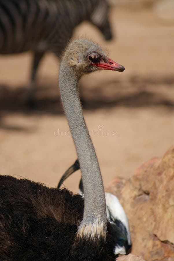 Ostrich - Struthio camelus stock photo. Image of black - 35075616