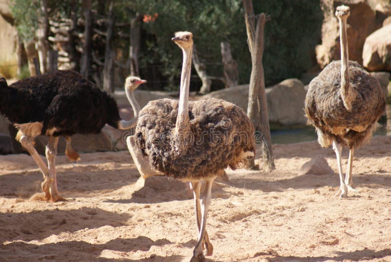 Ostrich - Struthio camelus stock image. Image of wild - 35075667