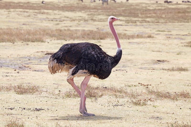Ostrich (Struthio camelus) stock photo. Image of bird - 35545924