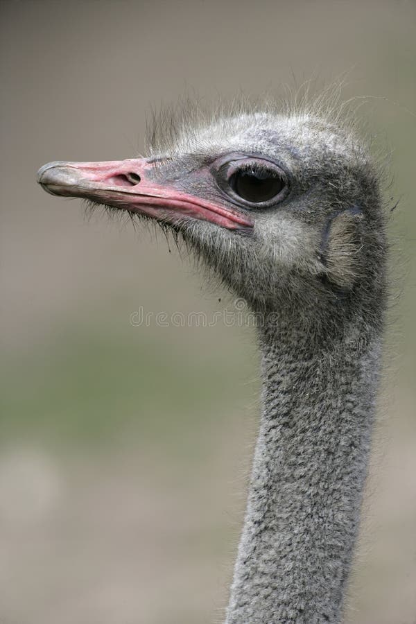 Ostrich, Struthio camelus stock photo. Image of large - 35676902
