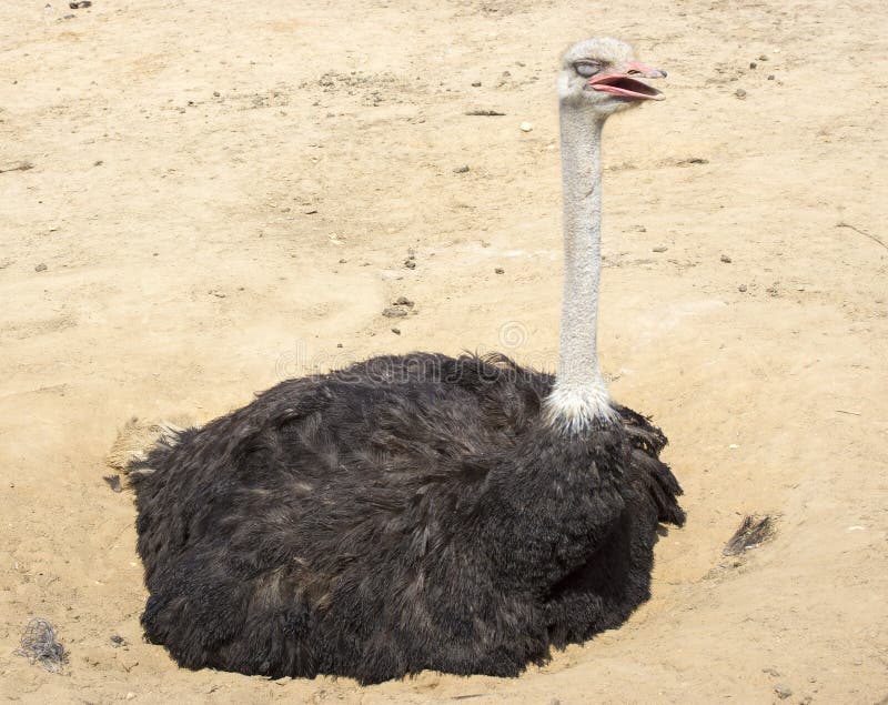 Ostrich - Struthio camelus stock photo. Image of curious - 30946552