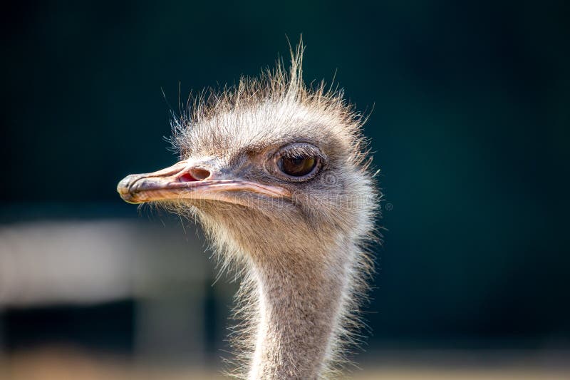 Ostrich (Struthio camelus) stock photo. Image of ornithology - 297539430