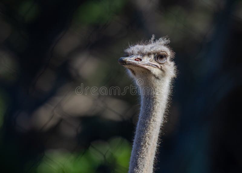 Ostrich (Struthio camelus) stock image. Image of iconic - 297539433