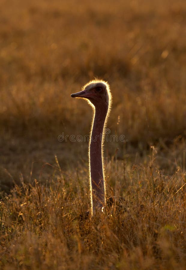Ostrich Skeleton Struthio Camelus Stock Image - Image of african ...