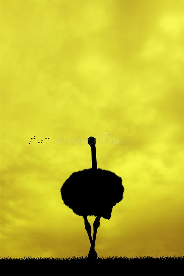 Ostrich at sunset stock illustration. Illustration of sunset - 156408559