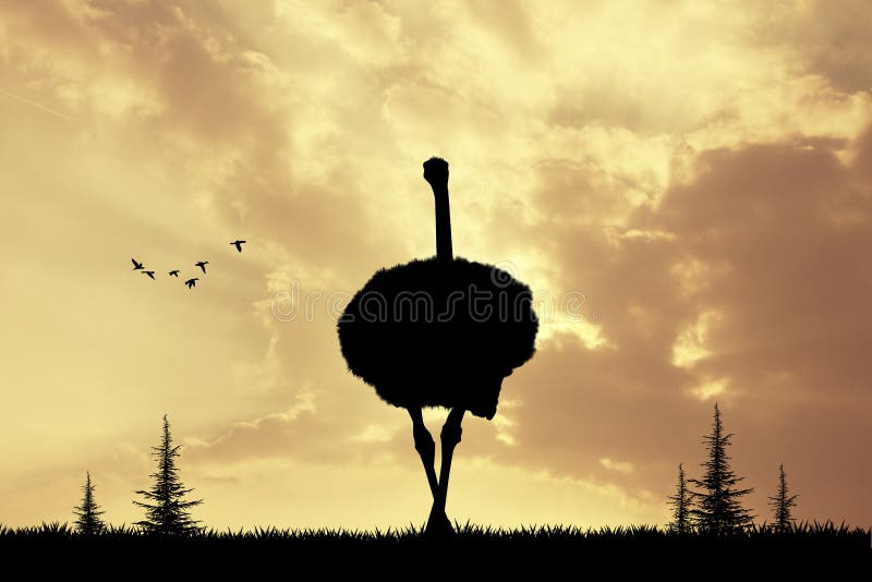 Ostrich at sunset stock illustration. Illustration of nature - 69221327
