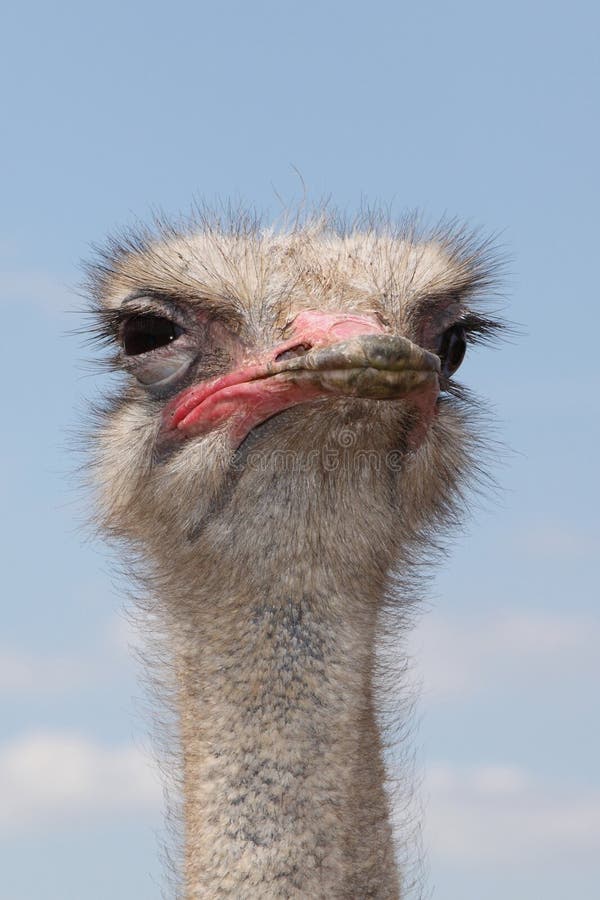 Ostrich suspicious stock image. Image of ostrich, suspicious - 17489761