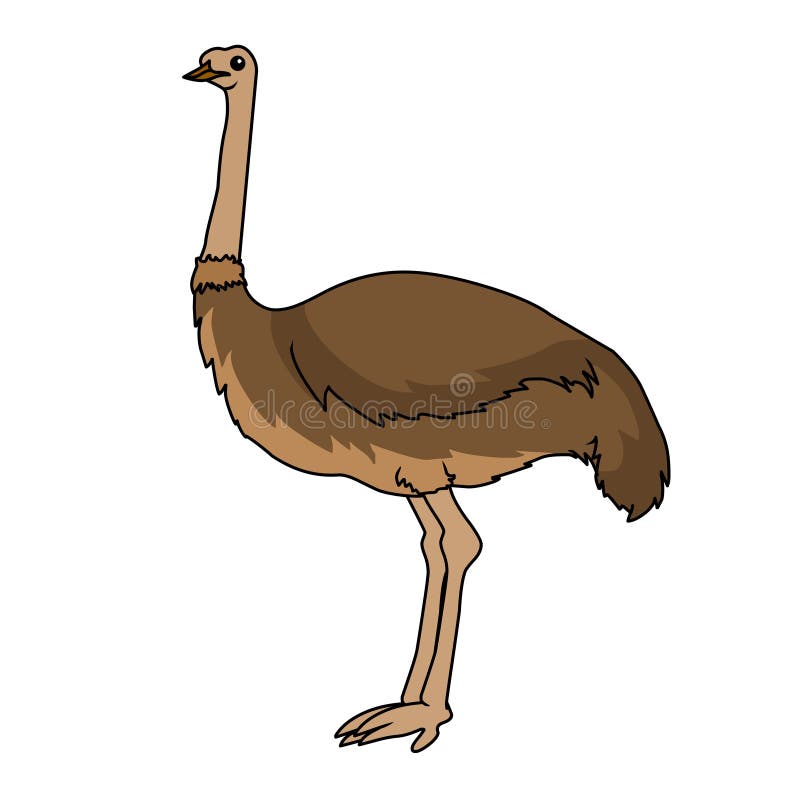 Ostrich Vector Illustration Stock Vector - Illustration of clip, vector ...