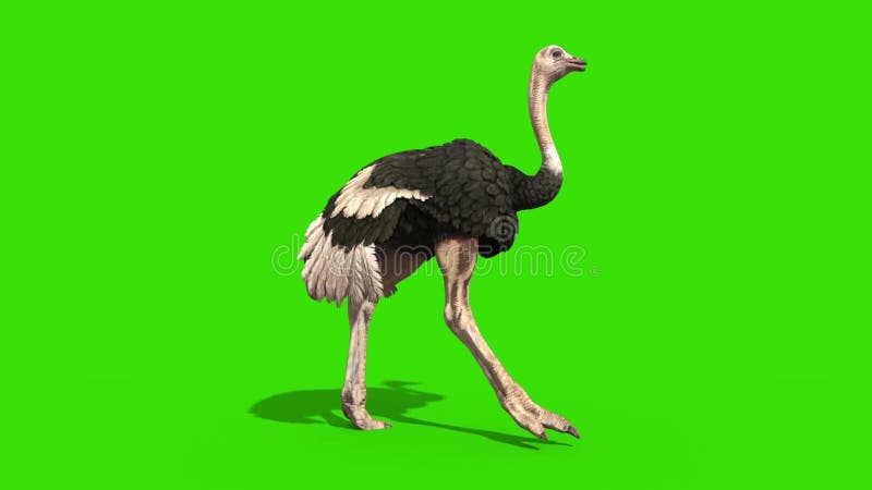 Ostrich Walkcycle Green Screen Loop 3D Rendering Animation Stock ... Ostrich Walkcycle Green Screen Loop 3D Rendering Animation Stock ...