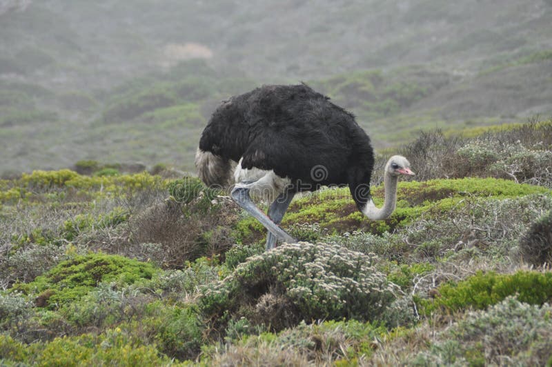 An Ostrich Walking Around Side View Stock Photo - Image of white ...
