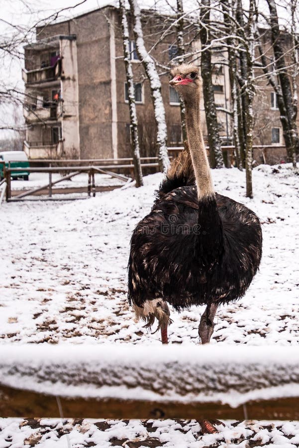 Ostrich and Snow Winter Motifs Stock Photo - Image of banners, sand ...