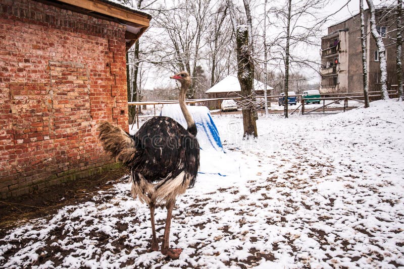 Ostrich and Snow Winter Motifs Stock Photo - Image of banners, sand ...