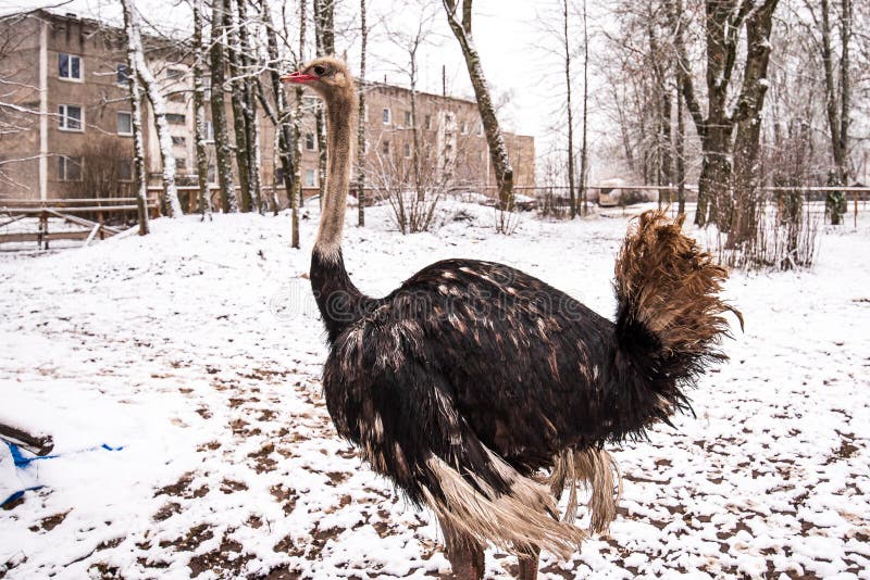 Ostrich and Snow Winter Motifs Stock Photo - Image of sites, hide ...