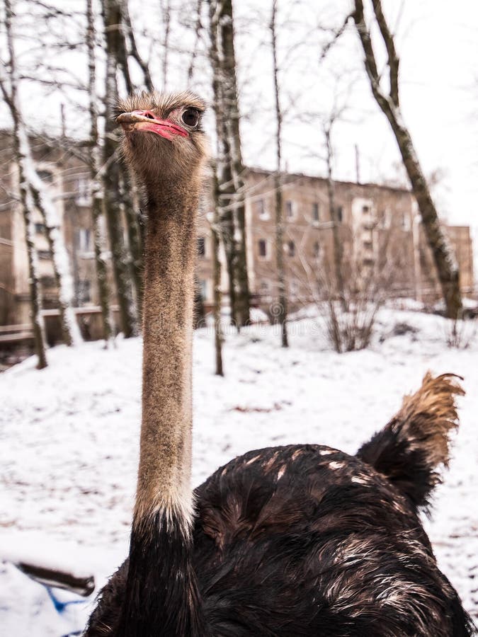 Ostrich and Snow Winter Motifs Stock Photo - Image of sites, hide ...