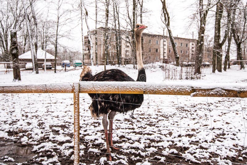 Ostrich and Snow Winter Motifs Stock Photo - Image of sites, hide ...