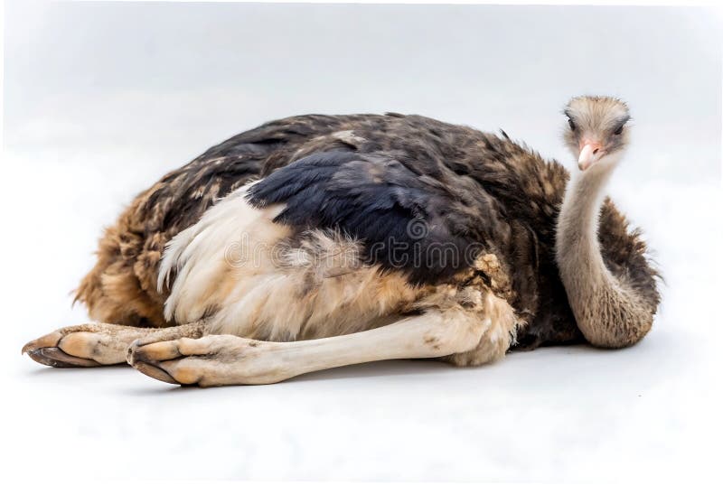 Ostrich white background stock image. Image of sleeping - 333751685