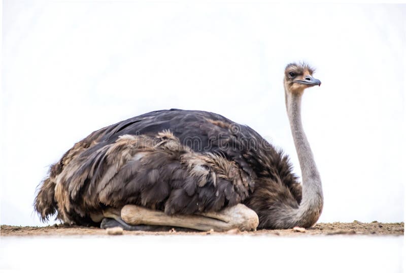 Ostrich white background stock photo. Image of wildlife - 333752684
