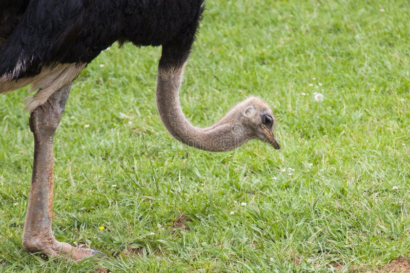 Ostrich stock image. Image of ostrich, animal, peak, wild - 72100849