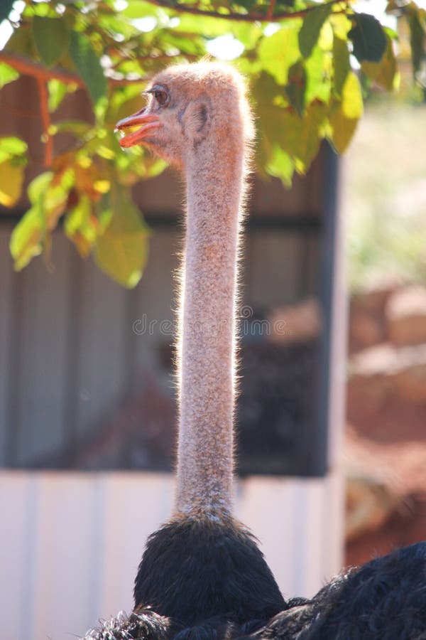 Ostrich in Wild Looking Angry Stock Image - Image of angry, spring ...