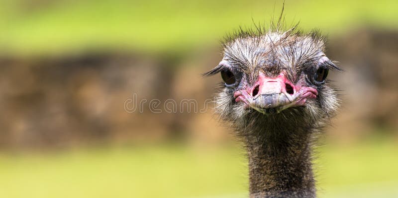 Ostrich stock photo. Image of feather, beak, stare, ostrich - 64831418