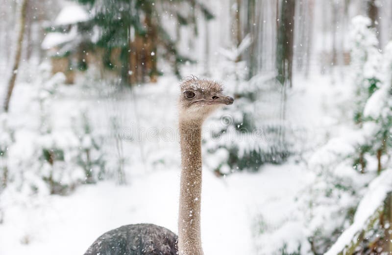 The Ostrich is in the Winter Forest Stock Image - Image of winter, face ...