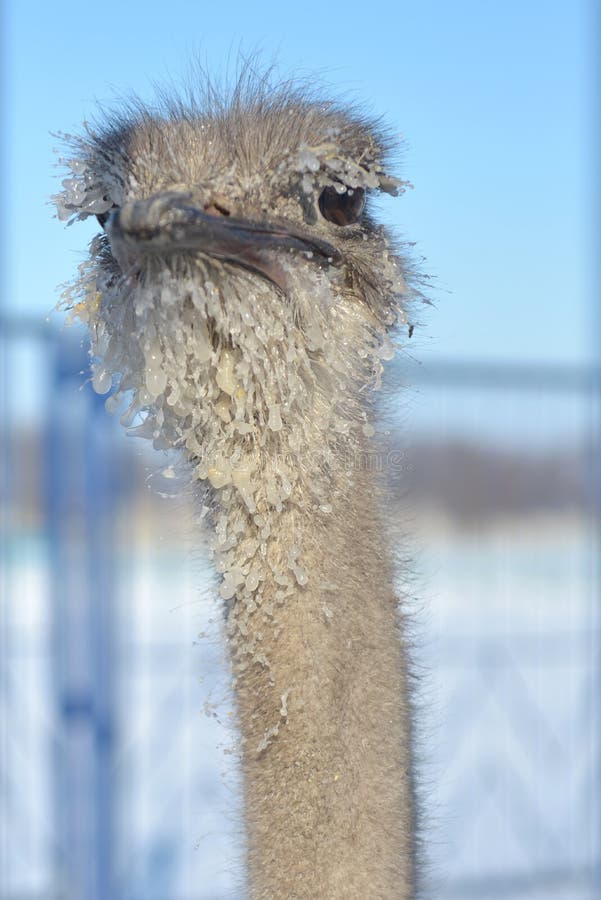 Ostrich in winter stock photo. Image of birds, brown - 51183048