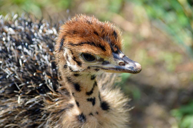 Ostrich stock photo. Image of watching, abstract, ostrich - 96705514