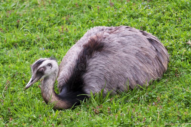 Ostrich stock image. Image of head, sitting, park, blue - 47326207
