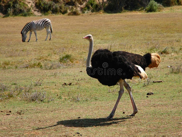 Ostrich and Zebra stock photo. Image of heat, ostrich, vegetation - 141916