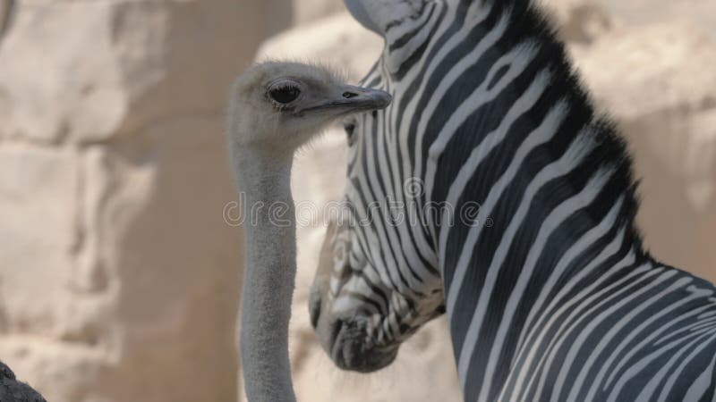 Ostrich and Zebra in the Zoo Stock Footage - Video of mammal, animal ...