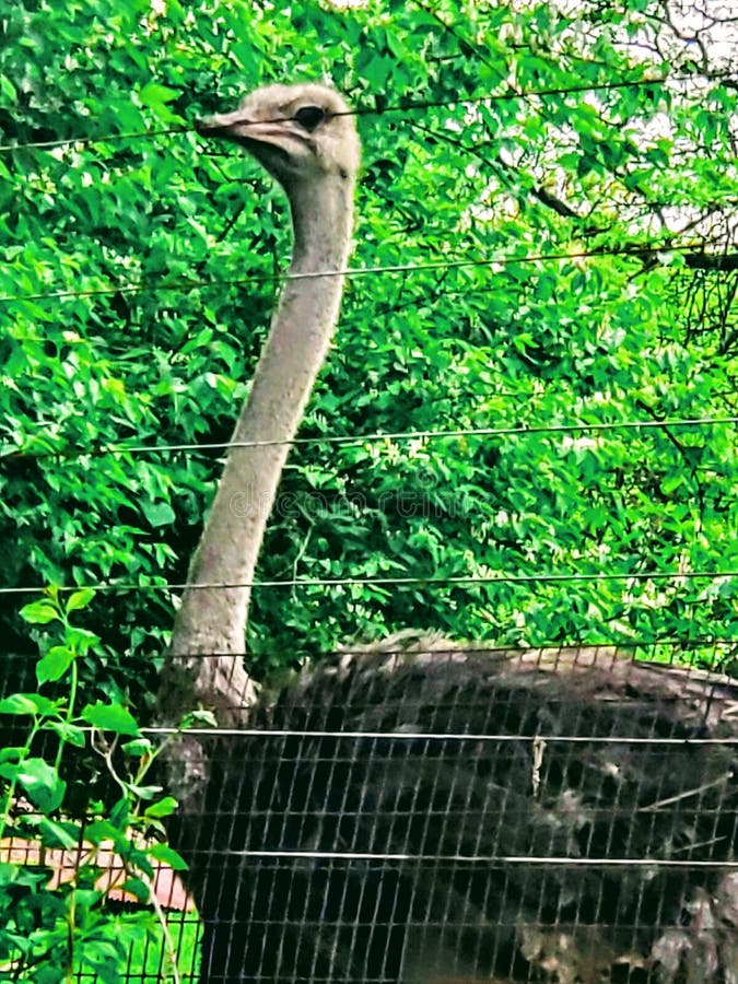 Ostrich stock image. Image of ostrich, wildlife, trees - 117188707