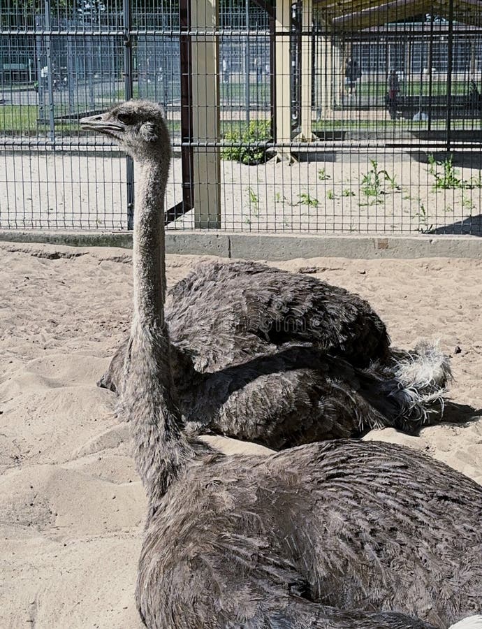 Ostriches bask in the sun stock image. Image of animal - 369272919